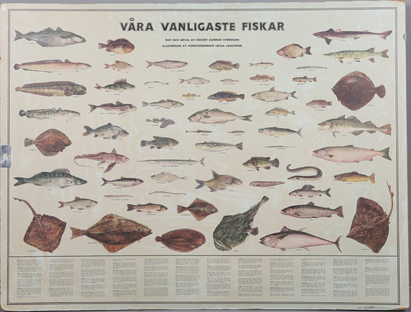 AFFISCH, "Våra vanligaste fiskar", illustrationer av Helga Langemar ...