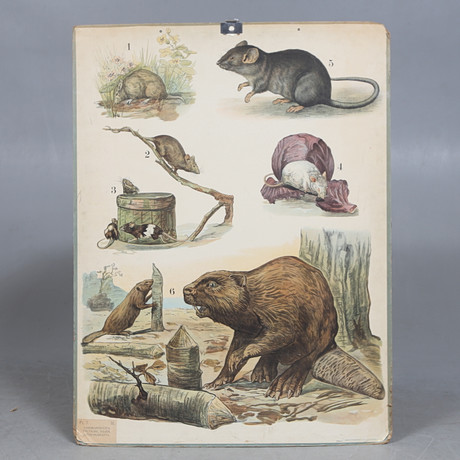 SCHOOL PLANSCH, Wanderer rat, field stork, beaver and small house rat ...