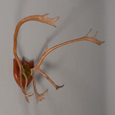 Reindeer. Mounted. Miscellaneous - Miscellaneous - Auctionet