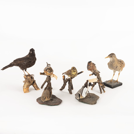 TAXIDERMI, 7 st, fåglar. Övrigt - Övrigt - Auctionet