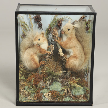 TAXIDERMY - CASED SQUIRRELS. Miscellaneous - Miscellaneous - Auctionet
