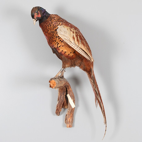 FASAN, uppstoppad, konservator Eric Norin Gnarp, 1900-tal. Övrigt ...