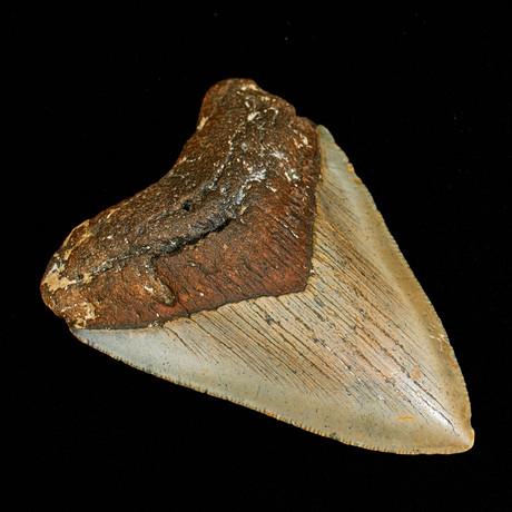 FOSSIL, tooth of megalodon, this aquatic predator lived from Miocene to ...