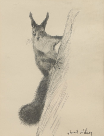 HARALD WIBERG. Tryck, ekorre, signerad i trycket., 1948. Konst - Grafik ...