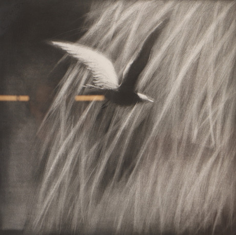 STEFAN SJÖBERG. Fågel, etsning, signerad. Konst - Grafik - Auctionet