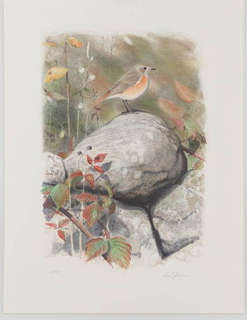 LARS JONSSON. Rödstjärt, litografi, numrerad 256/310, signerad Lars ...