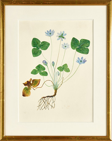 ERIC LINNÉ (1905–1995). "Blåsippa – Anemone Hepatica", akvarell ...