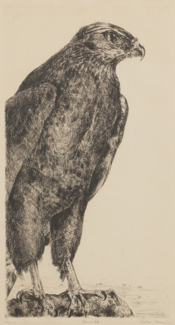 GÖRAN BRUNIUS. “Snake buzzard”, etching, signed Göran Brunius. Art ...