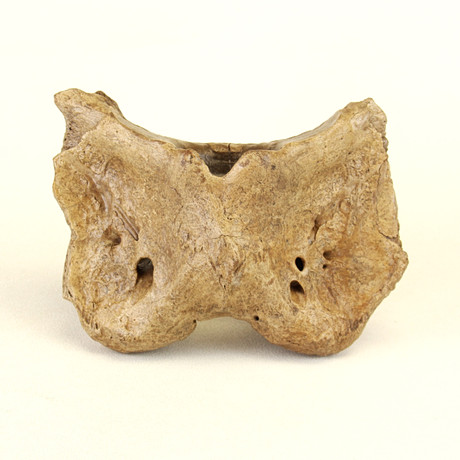 FOSSILISED EXTINCT STEPPE BISON BONE. Miscellaneous - Miscellaneous ...
