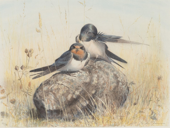 LARS JONSSON. Svalor, färglitografi, signerad & numrerad 91/365. Konst ...