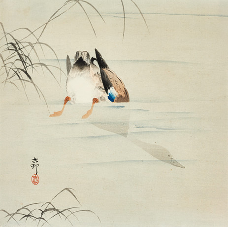 OHARA KOSON (1877–1945). Dykande anka (1912), japanskt träsnitt. Asiatika - Auctionet