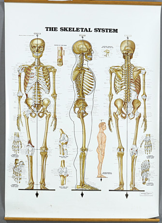 PLANSCH "The Skeletan System", Peter Bachin, 1983. Övrigt - Övrigt ...