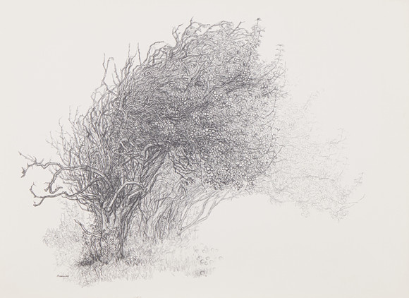 ERIK HAAMER. “Apple tree”. Art - Engravings & Prints - Auctionet