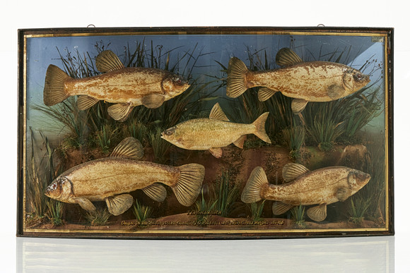 DIORAMA, 1910-tal, av konservator William Frederick Homer (1869-1957 ...