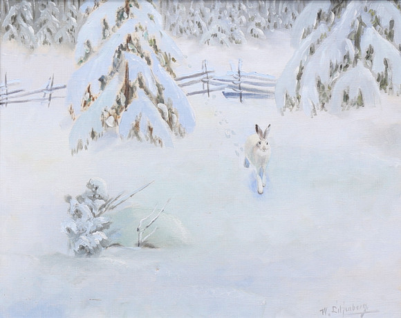 WALTER LILJENBERG. Olja på duk, hare i snölandskap, signerad. Konst ...