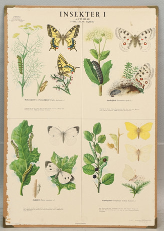 SKOLEPLAN, Insekter I, A:Sommerfugle, Store sommerfugle: Dagsommerfugle ...