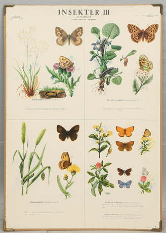 SKOLEPLAN, Insekter III, A:Sommerfugle, Store sommerfugle ...