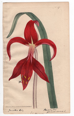 c.1788 WILLIAM CURTIS ORIGINAL BOTANISK GRAVYR #47 SPREKELIA: JACOBEAN ...