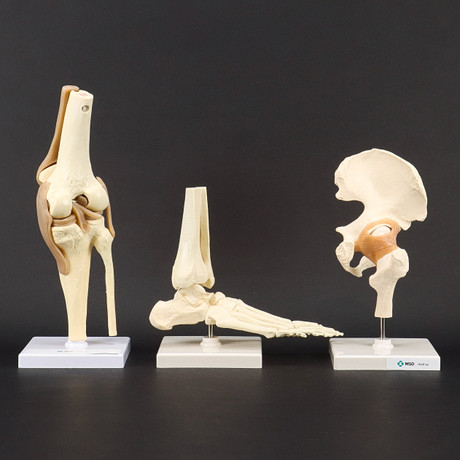 ANATOMISKA MODELLER, 3 st, skelettdelar, MSD, Sverige. Övrigt - Övrigt ...
