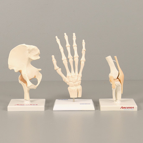 ANATOMISKA MODELLER, 3 st, skelettdelar, MSD, Sverige. Övrigt - Övrigt ...
