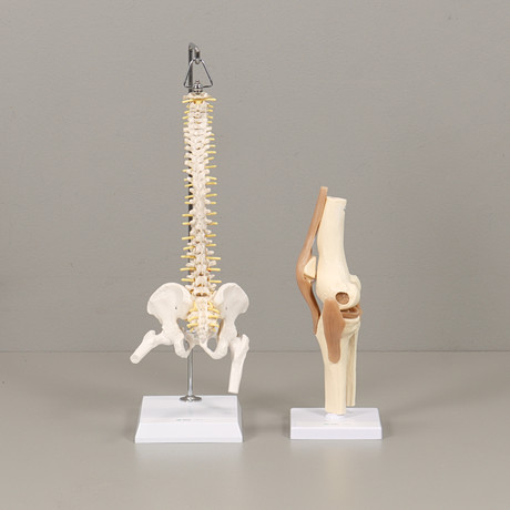 ANATOMICAL MODELS, 2 pieces, skeletal parts, MSD, Sweden. Miscellaneous ...