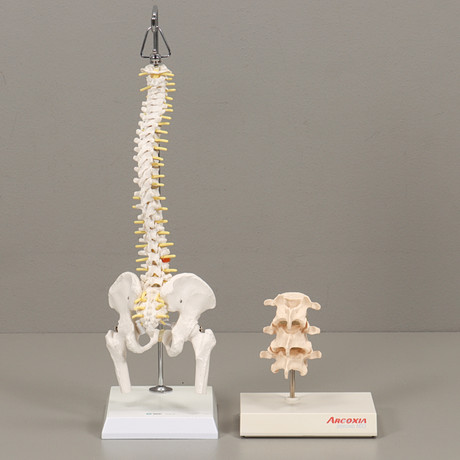 ANATOMICAL MODELS, 2 pieces, skeletal parts, MSD, Sweden. Miscellaneous ...