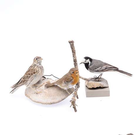 BIRDS, stuffed animals, Common lark, Common lark and Redneck ...