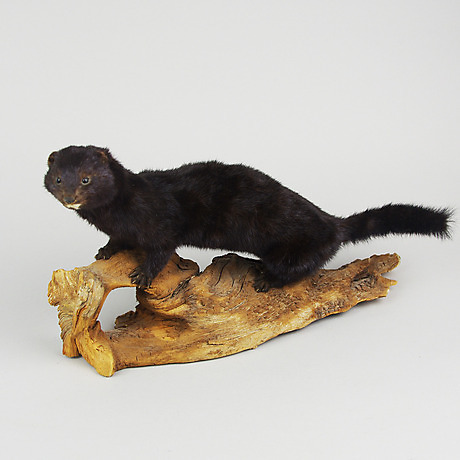 STUFFED MINK. Miscellaneous - Miscellaneous - Auctionet