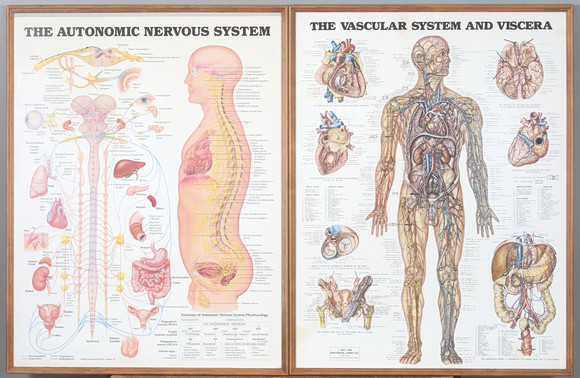 PLANSCHER, 2 st, Anatomical Chart Co. USA. 1900-tal. Övrigt - Övrigt - Auctionet