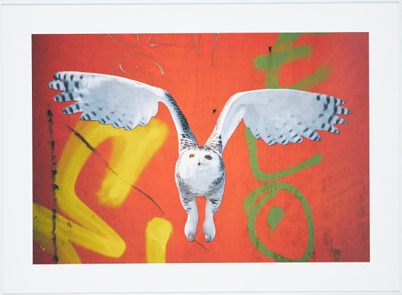 ERIK BERGLIN. "Bird #154 (Bubo Scandiacis)", Art Print, numrerad 2/10 ...
