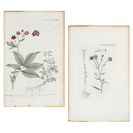 FLORA DANICA, 2 pcs., copper engraving, plate DCXLIII and DCXXVI, 19th ...