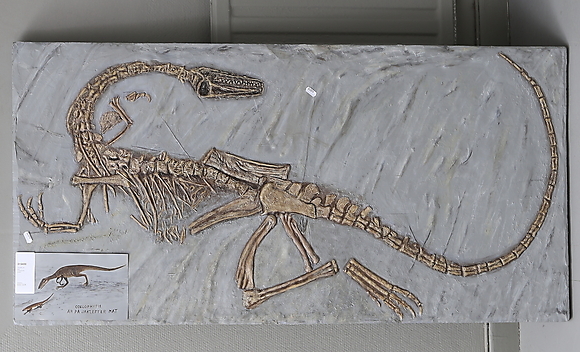WALL RELIEF, plaster, "Coelophysis skeleton". Art - Other - Auctionet