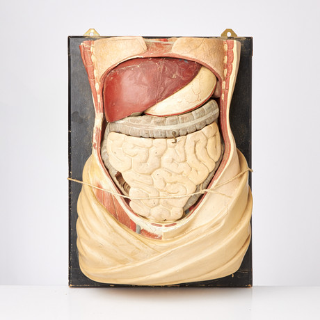 ANATOMISK MODELL, tidigt 1900-tal. Övrigt - Övrigt - Auctionet