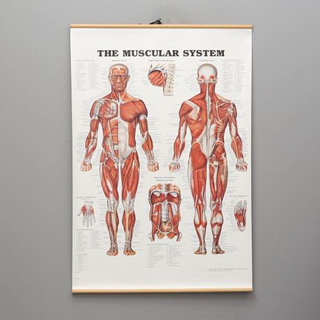 PLANSCH, The muscular system, medical illustrations by Peter Bachin ...
