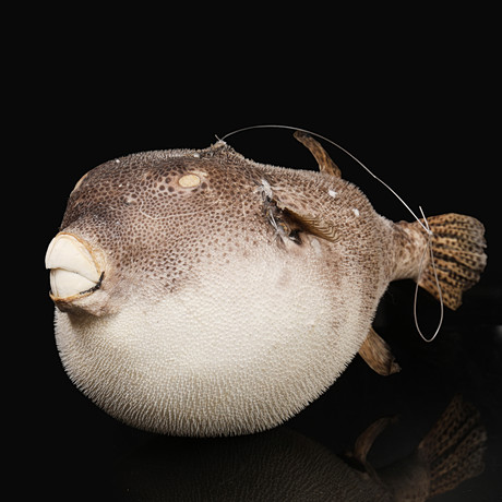 A TAXIDERMY WHITE-SPOTTED PUFFER FISH (AROTHRON HISPIDUS). Collectables ...
