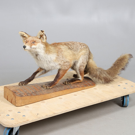 TAXIDERMY - MOUNTED FOX. Miscellaneous - Miscellaneous - Auctionet