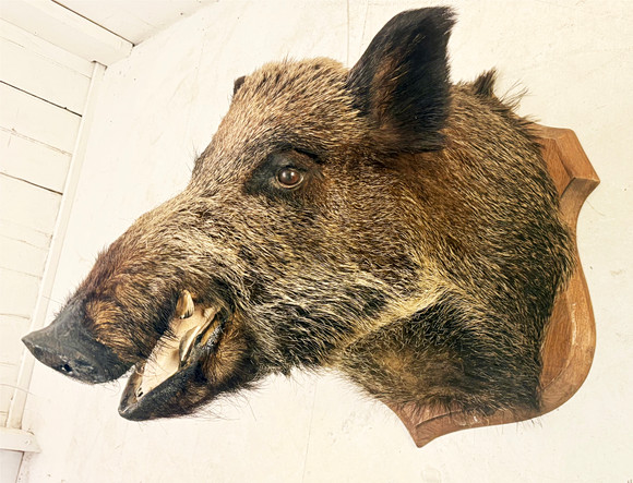FRENCH BOARS HEAD TROPHY ON A WOODEN SHIELD. Miscellaneous ...