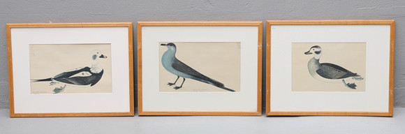 BIRD PAINTINGS, 10 pieces, “waterfowl”, raster print. Art - Engravings ...