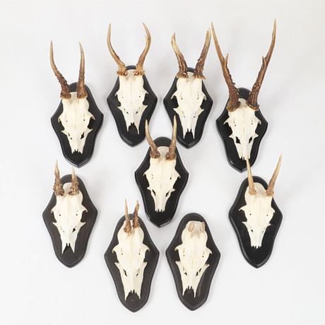 HUNTING TROPHIES, 9 pieces, deer. Miscellaneous - Miscellaneous - Auctionet