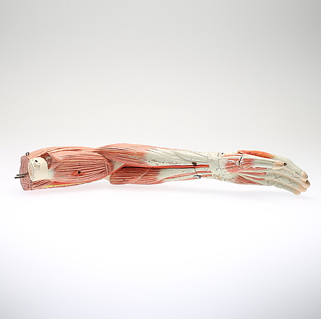 ANATOMICAL MODEL, wood, 20th century. Miscellaneous - Miscellaneous ...