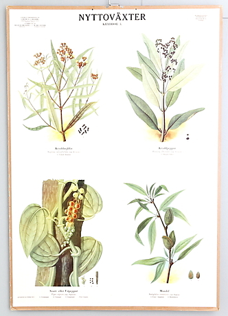 SCHOOL PLANSCH, Useful plants, 1900s. Art - Other - Auctionet