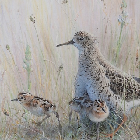 LARS JONSSON. COLOR LITHOGRAPHY, BIRDS. Art - Engravings & Prints ...