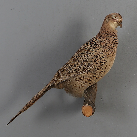 FASAN, hona, uppstoppad, monterad på trä. Övrigt - Övrigt - Auctionet