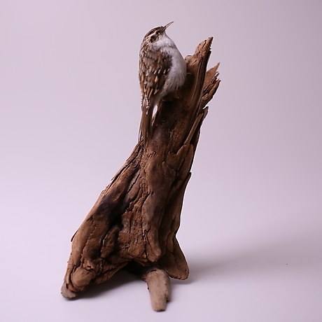 STUFFED BIRD - TREE CRAWLER, late 20th century. Miscellaneous ...