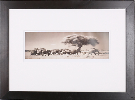 MARTYN COLBECK. Elefanter. Offsettryck. Signerad i trycket. Konst ...