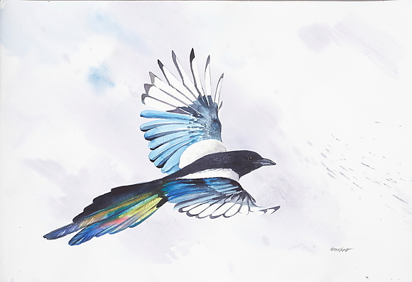 ANNA ESSIPOVA. Watercolor, magpie, signed. Art - Paintings - Auctionet