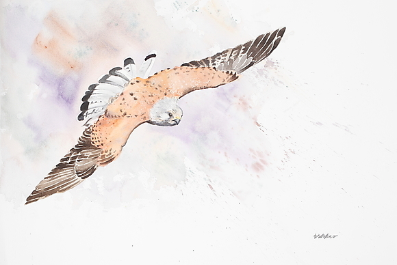 ANNA ESSIPOVA. Watercolor, bird of prey, signed. Art - Paintings ...