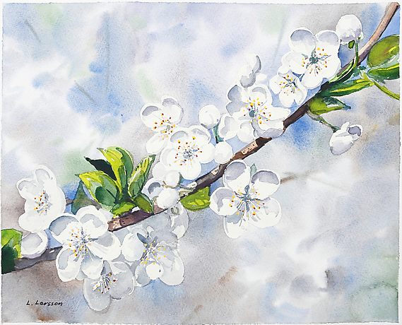 LINNEA LARSSON. Apple blossom, watercolor, signed L Larsson. Art ...