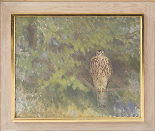 ALLAN ANDERSSON. "Young pigeon hawk in spruce", oil on canvas, signed ...