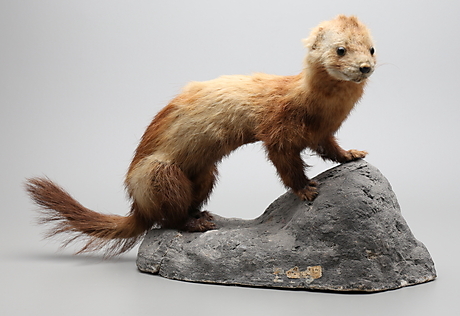 UPPSTOPPAT DJUR, hermelin. Övrigt - Övrigt - Auctionet